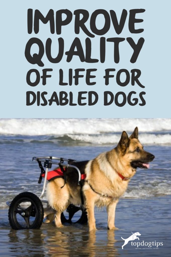 How to Improve Quality of Life for Disabled Dogs – Top Dog Tips