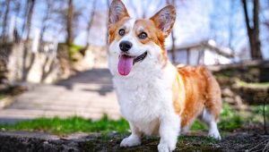Pembroke Welsh Corgi Dog Breed Profile