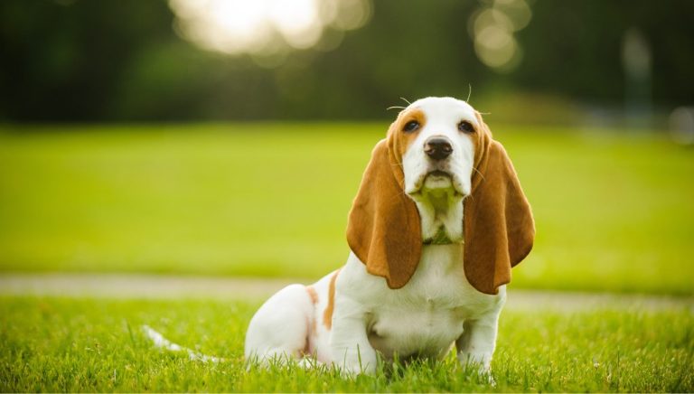 All About The Basset Hound: Dog Breed Profile