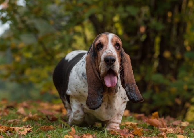All About The Basset Hound: Dog Breed Profile
