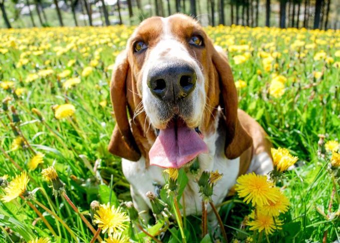 All About The Basset Hound: Dog Breed Profile
