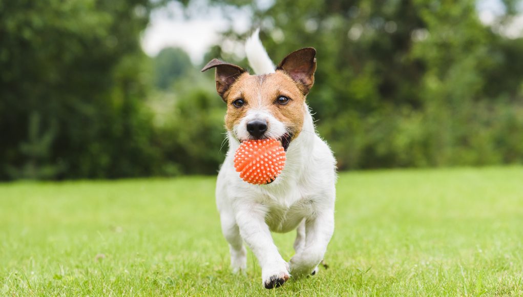 Can Seizures Cause Memory Loss In Dogs Can Seizures Cause Memory Loss In Dogs