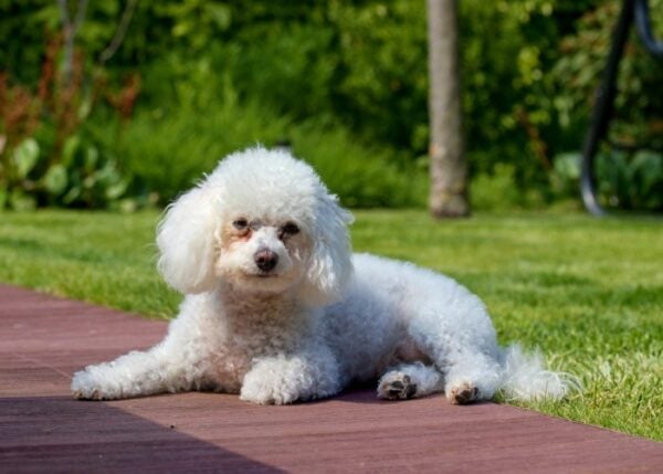 15 Adorable Small White Dog Breeds – Top Dog Tips