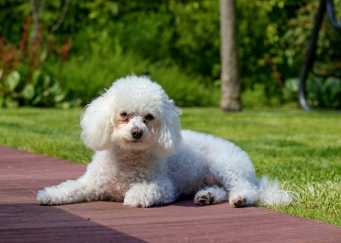 15 Adorable Small White Dog Breeds – Top Dog Tips