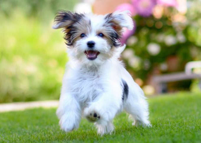Top 15 Medium & Small Dog Breeds That Don’t Shed Or Bark