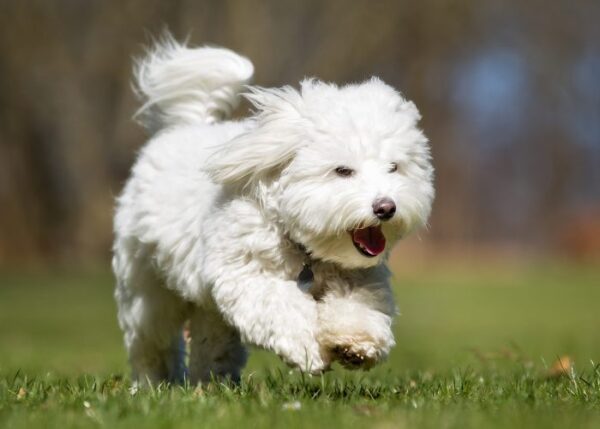 15 Adorable Small White Dog Breeds – Top Dog Tips