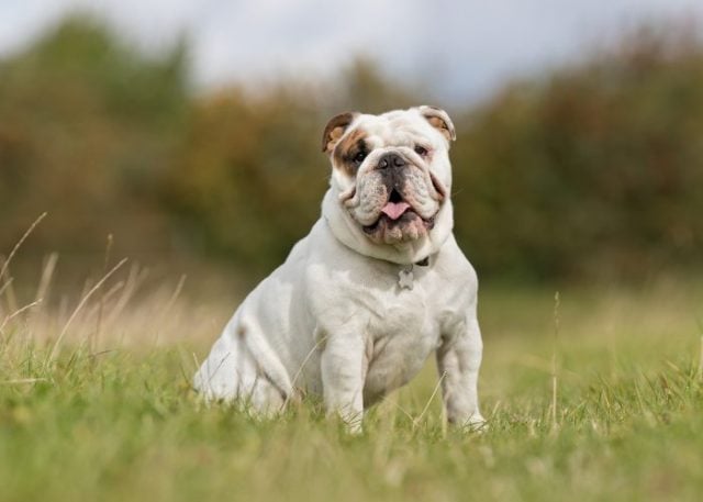 25 Most Affordable Low-Cost Dog Breeds That Anyone Can Adopt