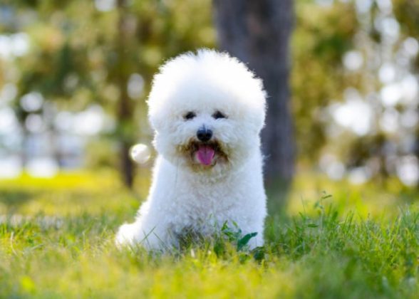 25 Most Affordable Low-Cost Dog Breeds That Anyone Can Adopt