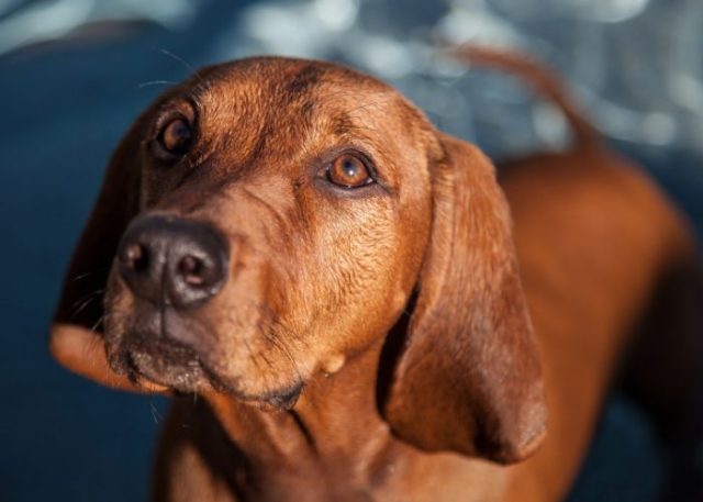 The Red Dog Breed Parade: Unveiling the 15 Most Eye-Catching Canines ...