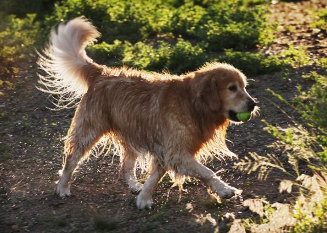 The Red Dog Breed Parade: Unveiling the 15 Most Eye-Catching Canines ...