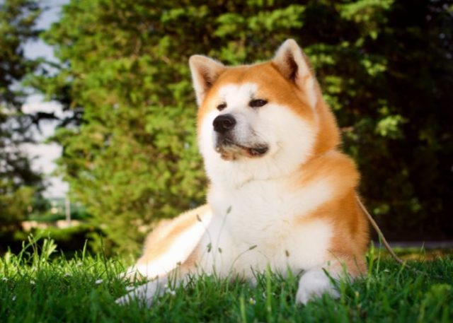 210+ Dog Names Starting With J – Top Dog Tips