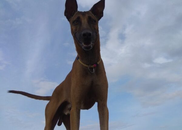 Indian Dog Breeds You Probably Don’t Know About