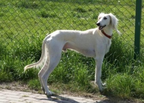 Indian Dog Breeds You Probably Don’t Know About