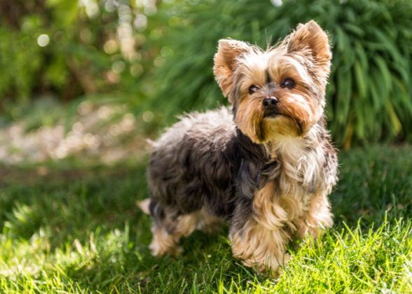 25 Most Affordable Low-Cost Dog Breeds That Anyone Can Adopt