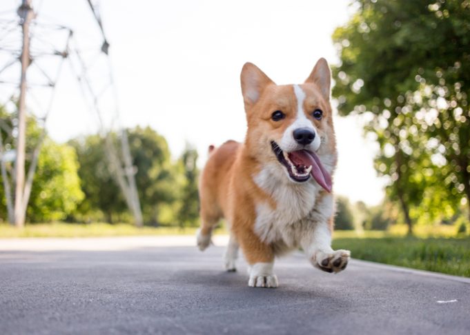Pembroke Welsh Corgi Dog Breed Profile