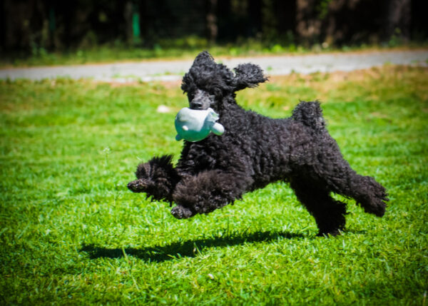 Poodle Dog Breed Profile – Top Dog Tips