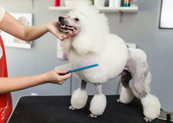 11 Popular Poodle Haircuts to Try! – Top Dog Tips