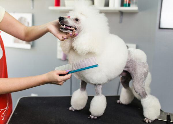 11 Popular Poodle Haircuts to Try! – Top Dog Tips