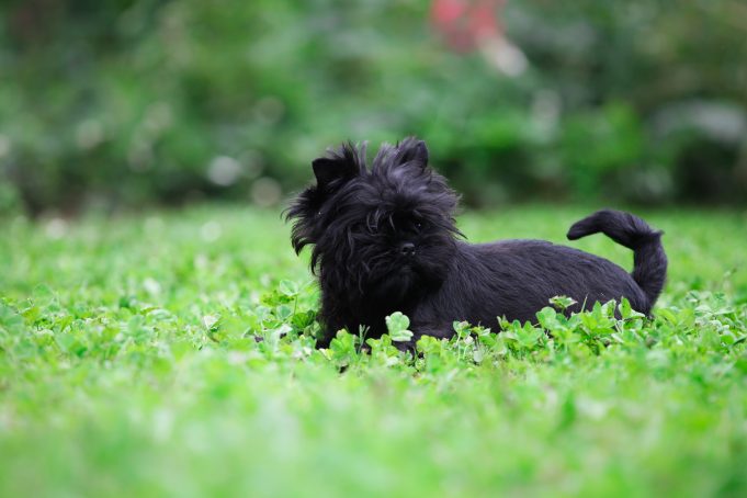 Affenpinscher Dog Breed Profile – Top Dog Tips