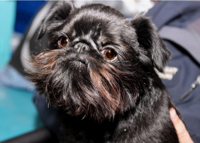 Affenpinscher Dog Breed Profile – Top Dog Tips