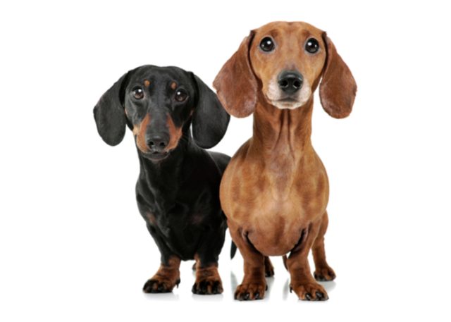 Dachshund Dog Breed Profile – Top Dog Tips