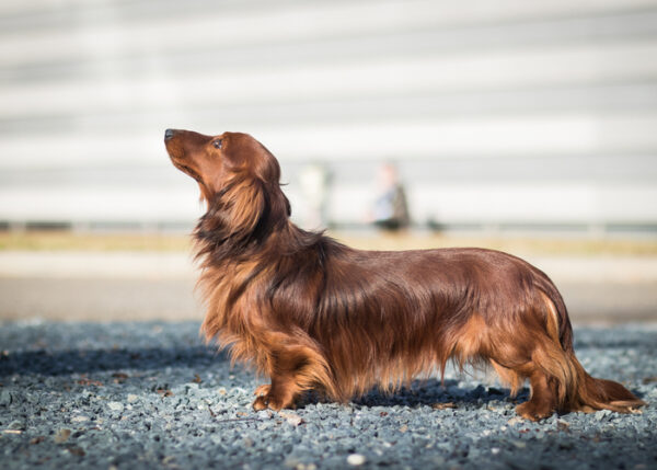Dachshund Dog Breed Profile – Top Dog Tips