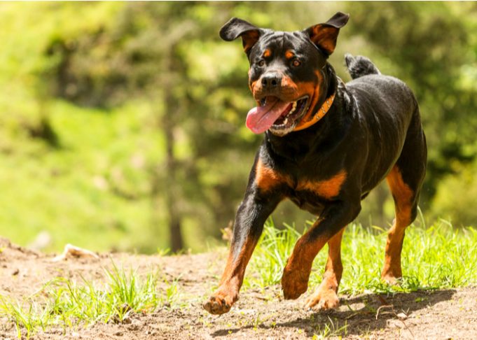 Rottweiler Dog Breed Profile Guide: Appearance, Diet, Care, and More ...