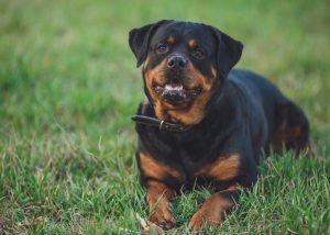 Rottweiler Dog Breed Profile Guide: Appearance, Diet, Care, and More ...