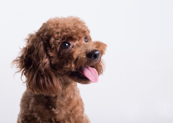 21 Popular Brown Dog Breeds