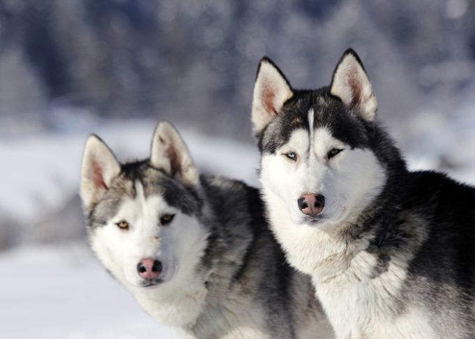 Working Dog Breeds: 10 Best Hardworking Canines