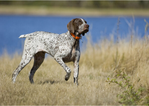 10 Most Popular Sporting Dog Breeds – Top Dog Tips