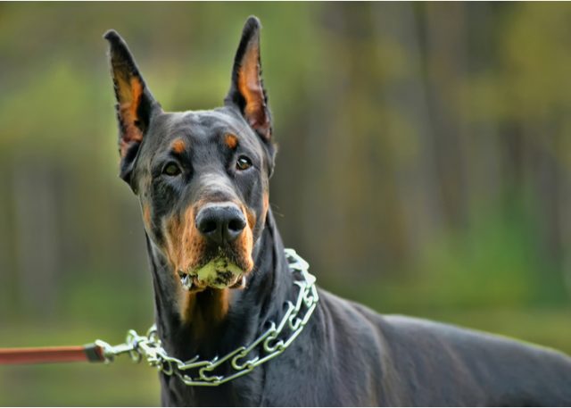 Doberman Pinscher Dog Breed Profile