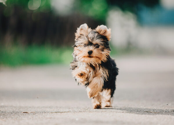 Yorkshire Terrier Dog Breed Profile – Top Dog Tips