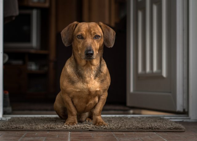 Dachshund Dog Breed Profile – Top Dog Tips
