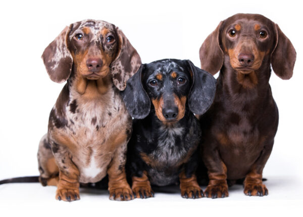 Dachshund Dog Breed Profile – Top Dog Tips