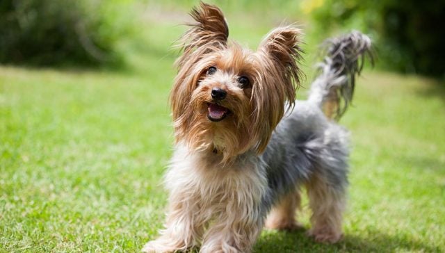 Yorkshire Terrier Dog Breed Profile – Top Dog Tips