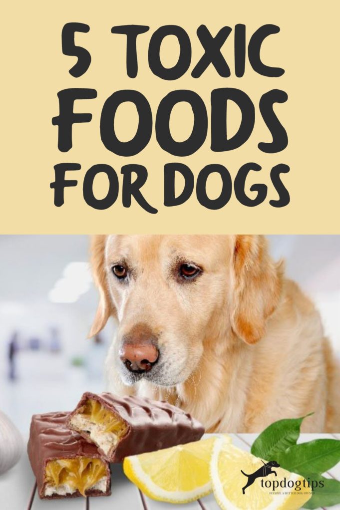 5 Toxic Foods for Dogs That You Need To Avoid – Top Dog Tips