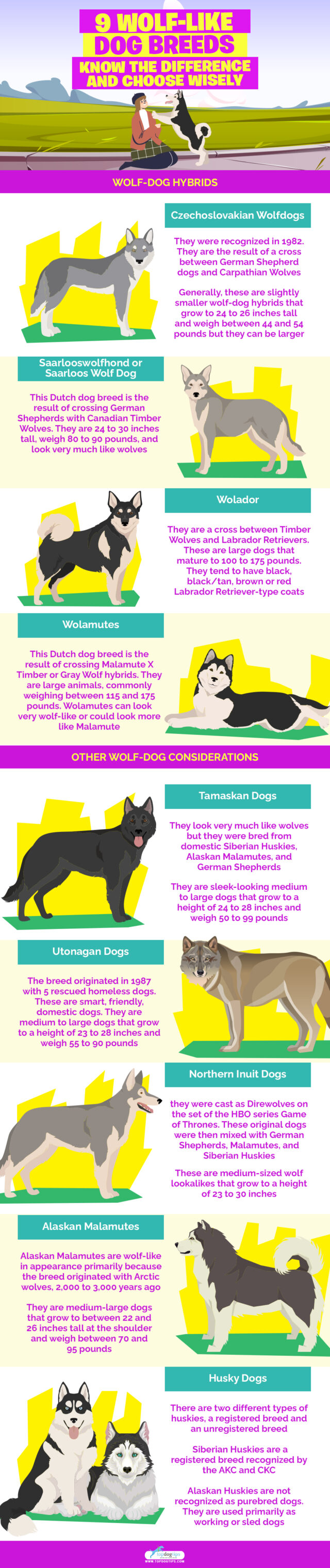 9 Wolf-Like Dog Breeds: Know the Difference