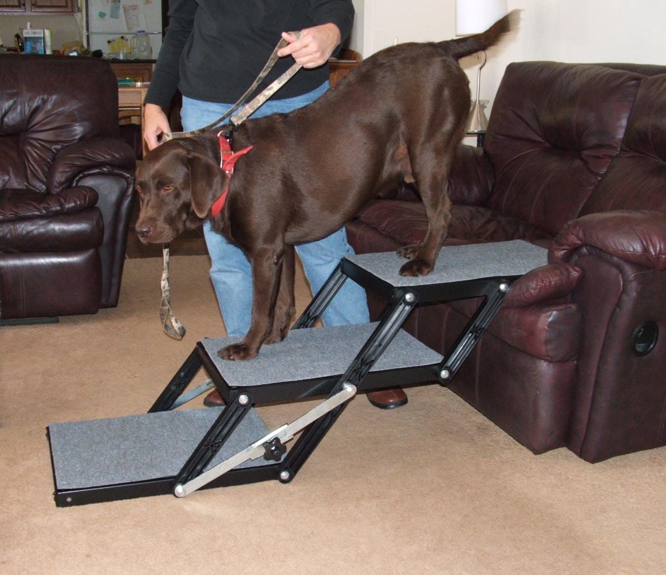 15 Best Dog Stairs of 2023 (Top Rated Reviews for Beds and Cars)