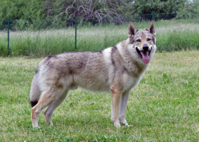 9 Wolf-Like Dog Breeds: Know the Difference