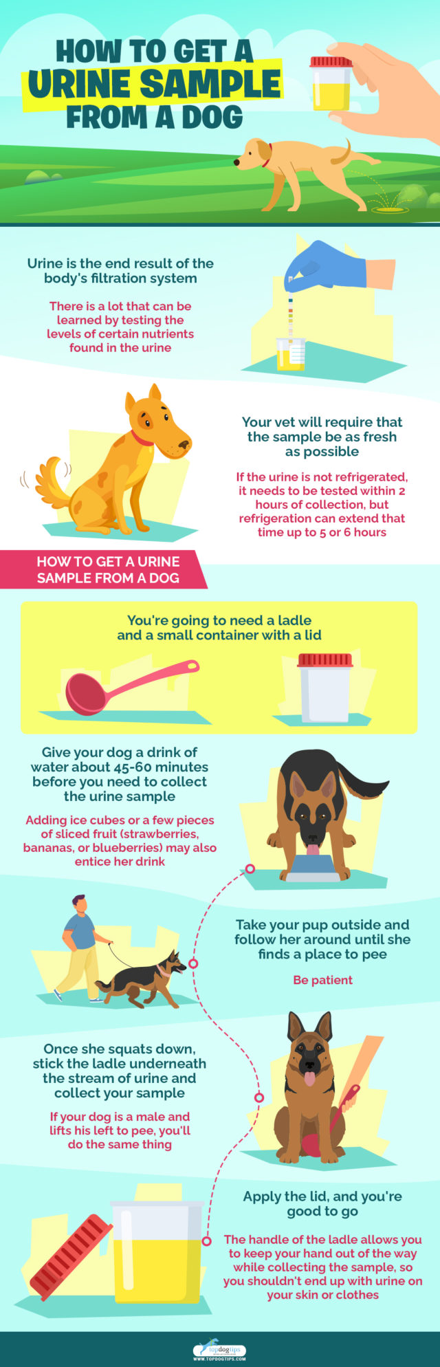 How To Get A Urine Sample From A Dog – Top Dog Tips