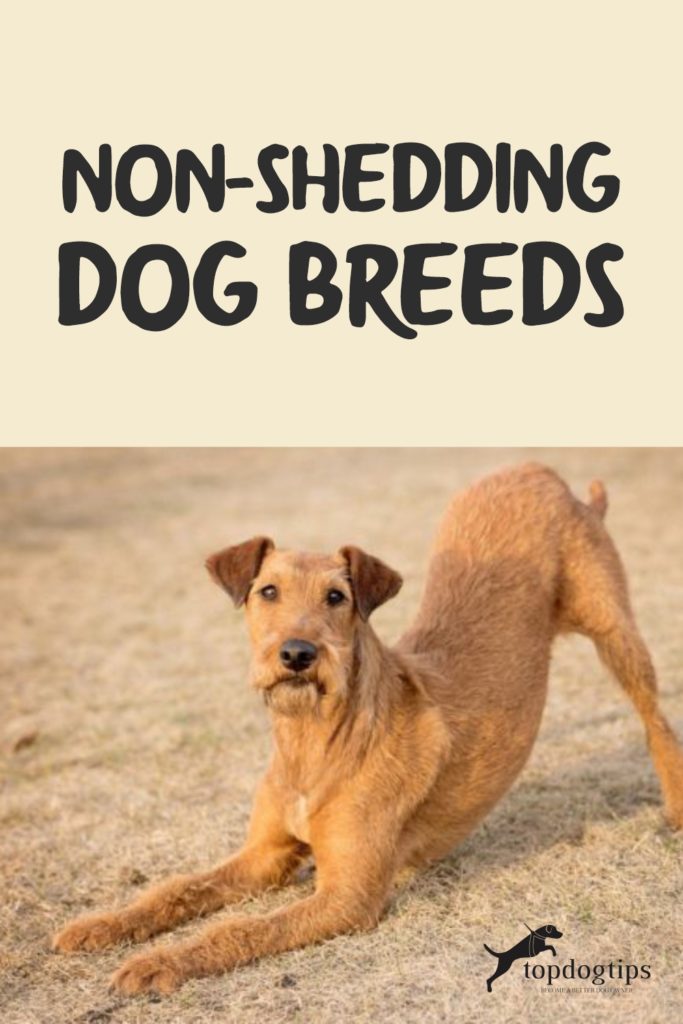 38 Non-Shedding Dog Breeds (For Allergic People!)