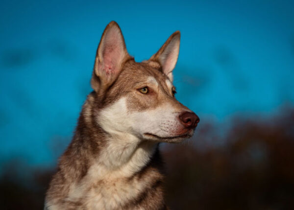 9 Wolf-Like Dog Breeds: Know the Difference