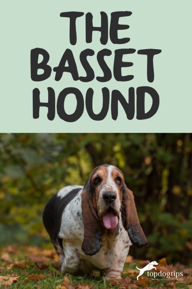 All About The Basset Hound: Dog Breed Profile