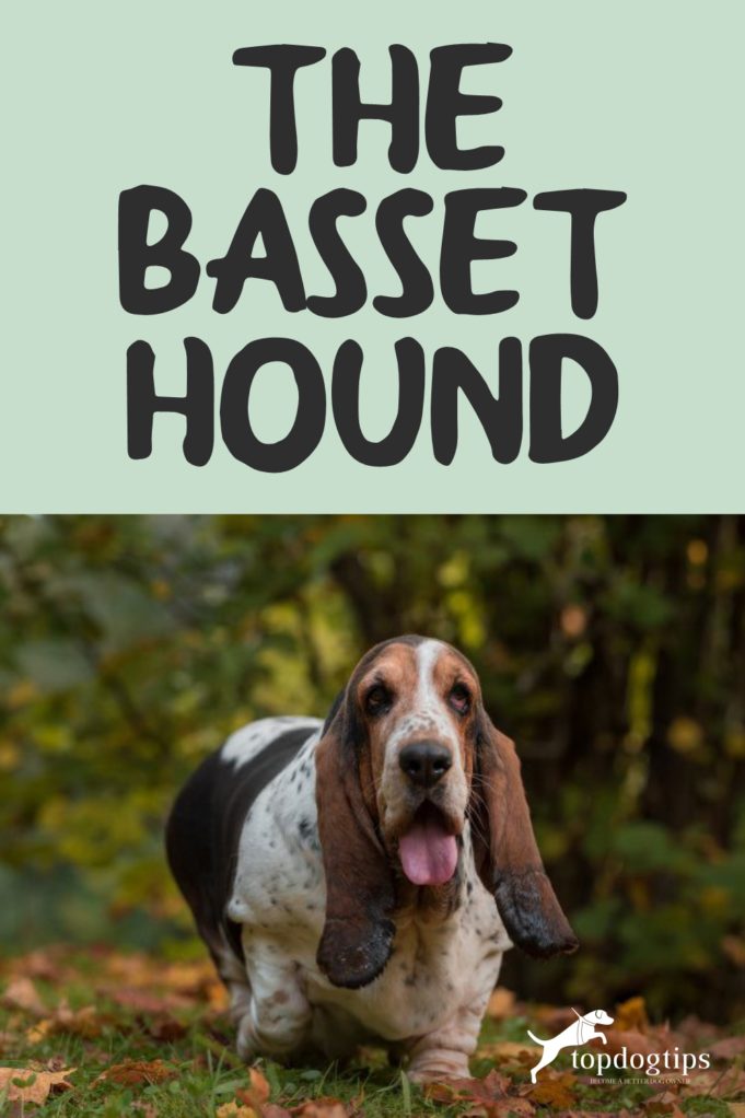 All About The Basset Hound: Dog Breed Profile