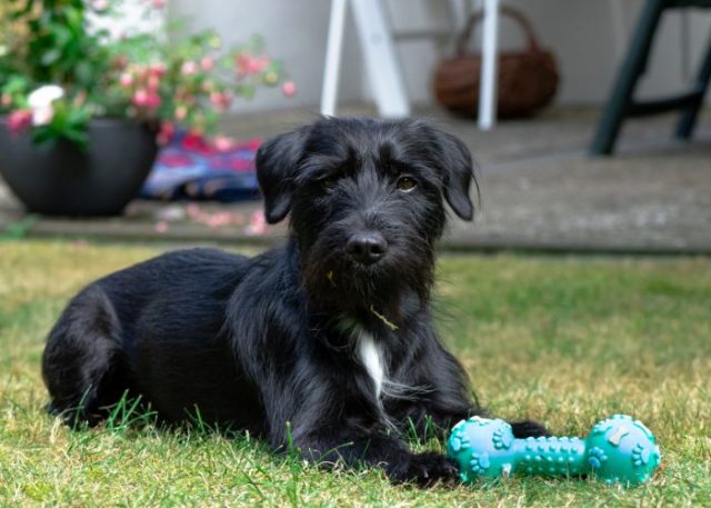 Miniature Schnauzer Dog Breed Profile