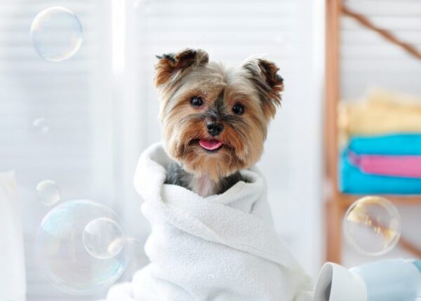 How To Dry Your Dog: Effective Tips And Tricks