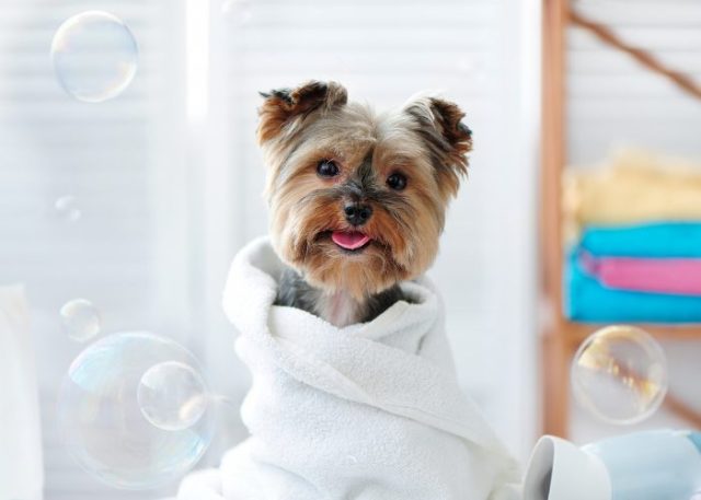 How To Dry Your Dog: Effective Tips And Tricks