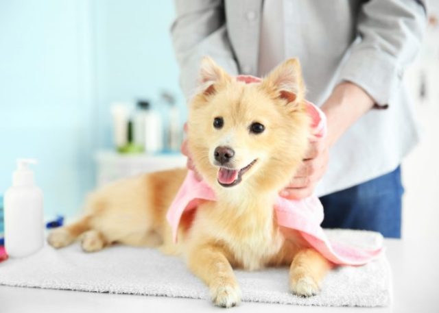 How To Dry Your Dog: Effective Tips And Tricks
