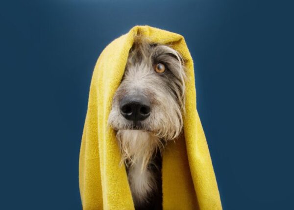 How To Dry Your Dog: Effective Tips And Tricks